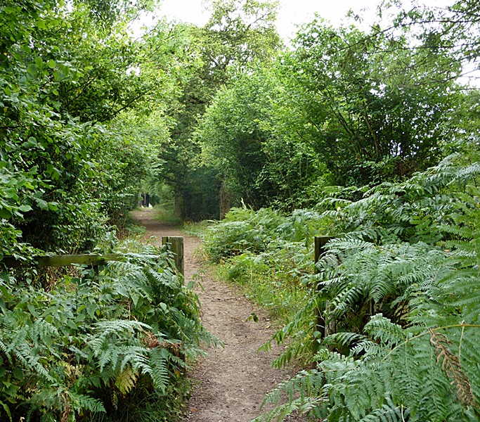 Walking the Sussex Border Path - Trailman